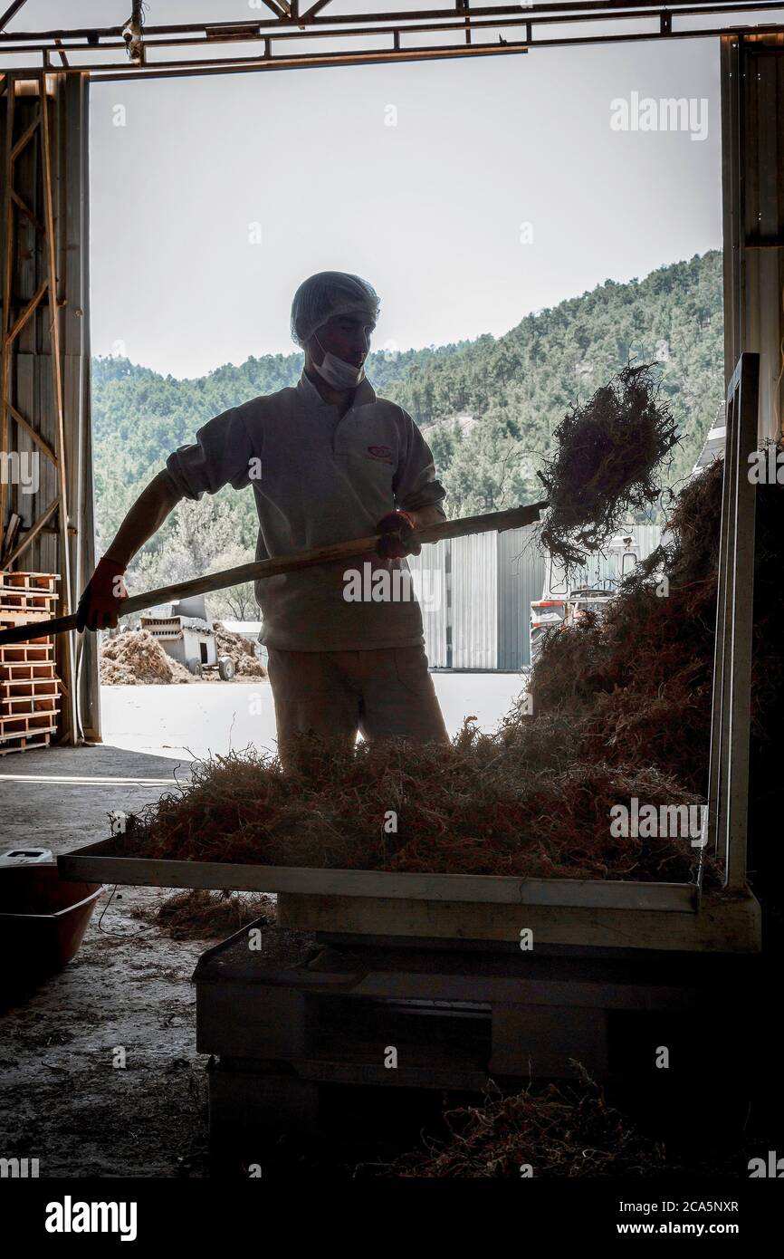 Turkey, Sakarya, Hendek, sorting and drying of rhizomes selected by ...