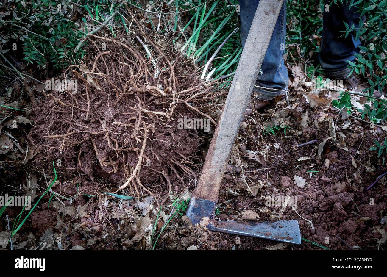 Turkey, Sakarya, Hendek, young gypsy man harvesting holly roots in a ...