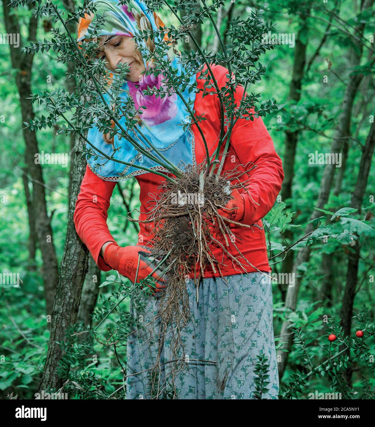 Harvesting roots hi-res stock photography and images - Alamy