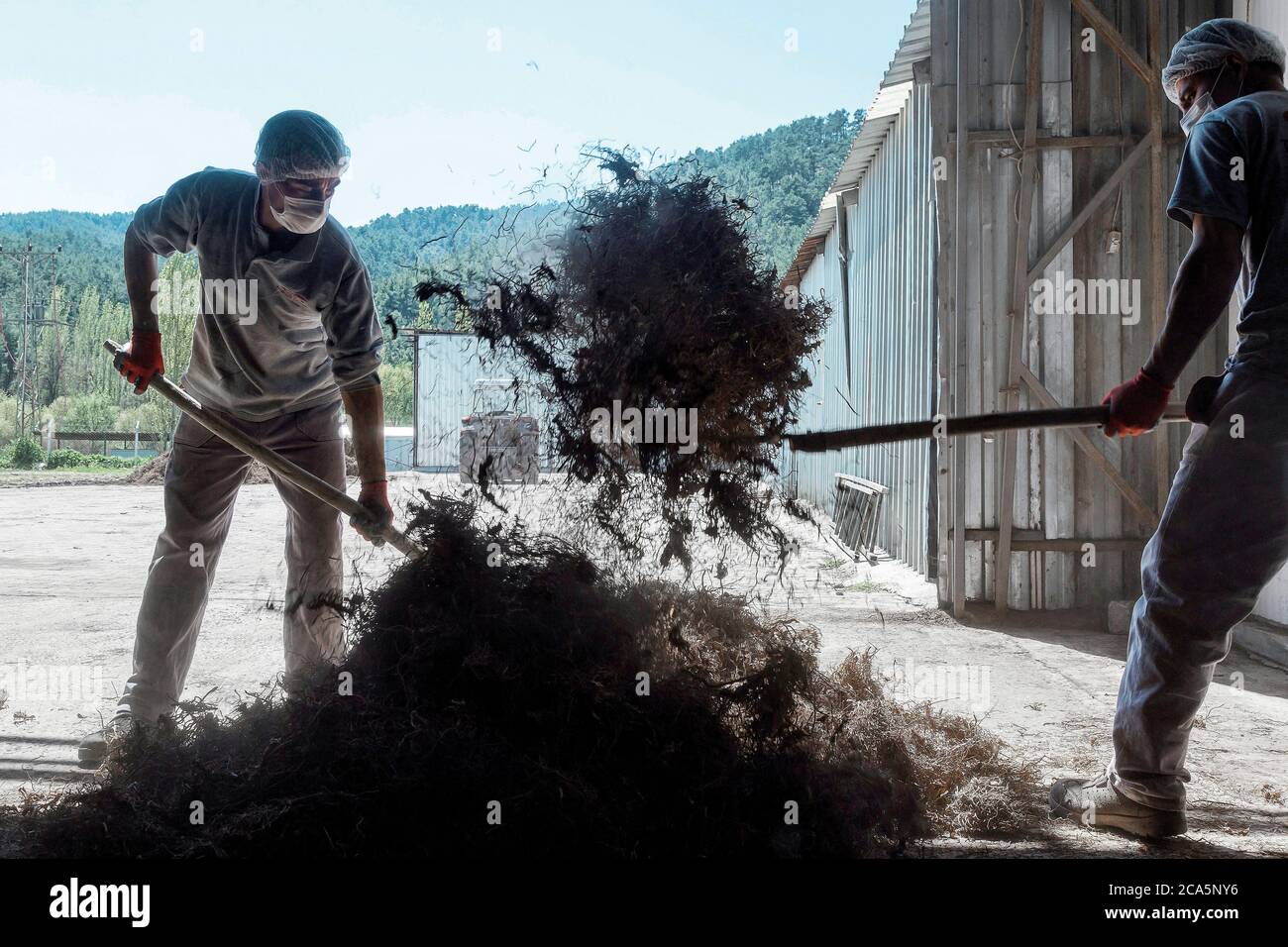 Turkey, Sakarya, Hendek, sorting and drying of rhizomes selected by ...