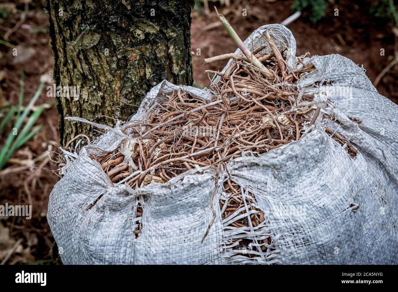 Turkey, Sakarya, Hendek, gypsy peasant digging up roots in a forest ...