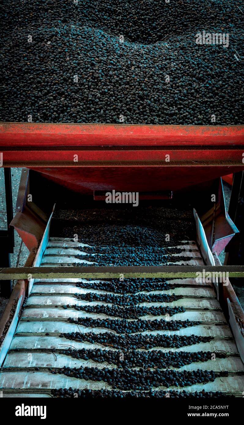 United States, Florida, Lee, Fort Myers, Felda, professional task in a ...