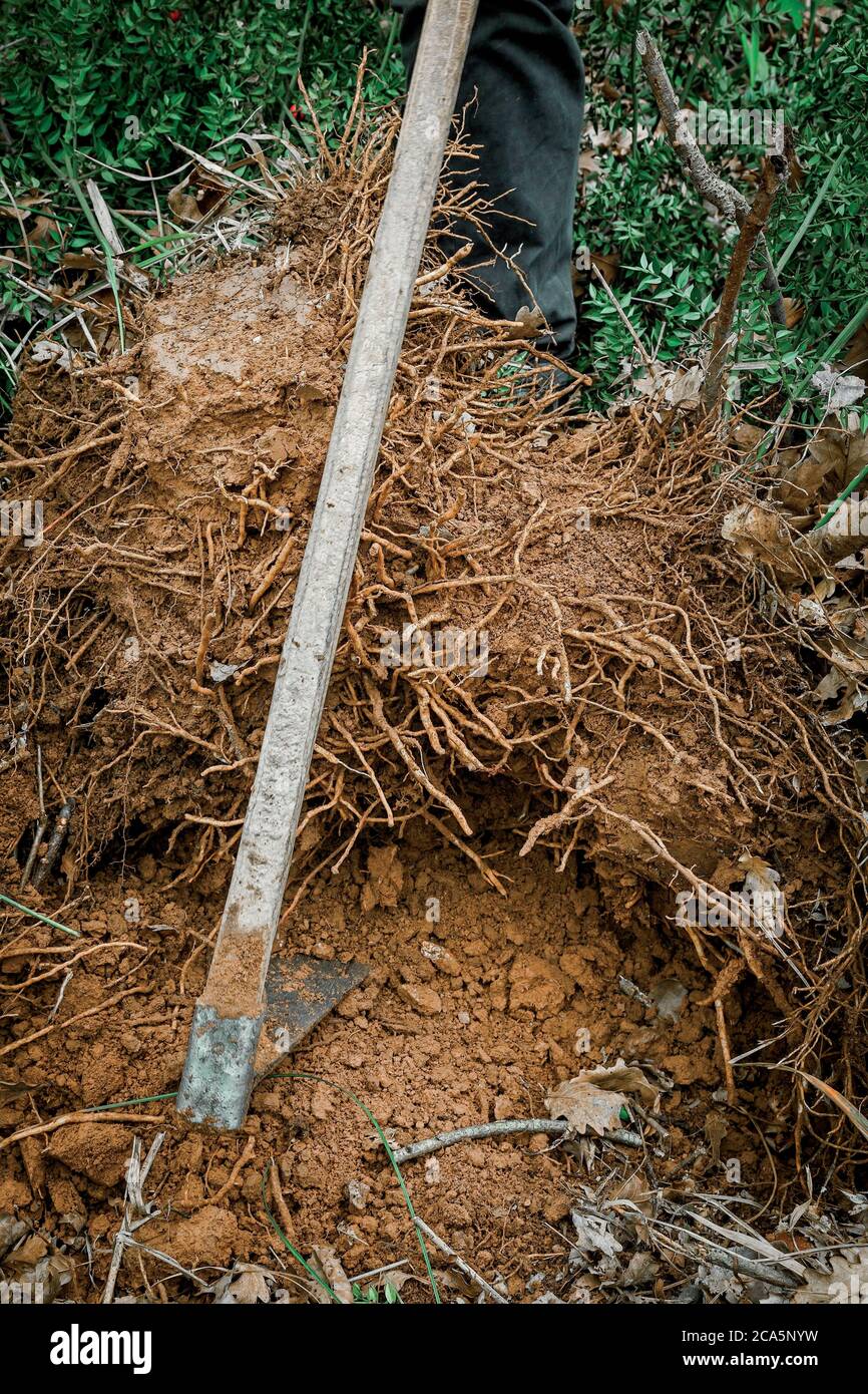 Digging for roots hi-res stock photography and images - Alamy