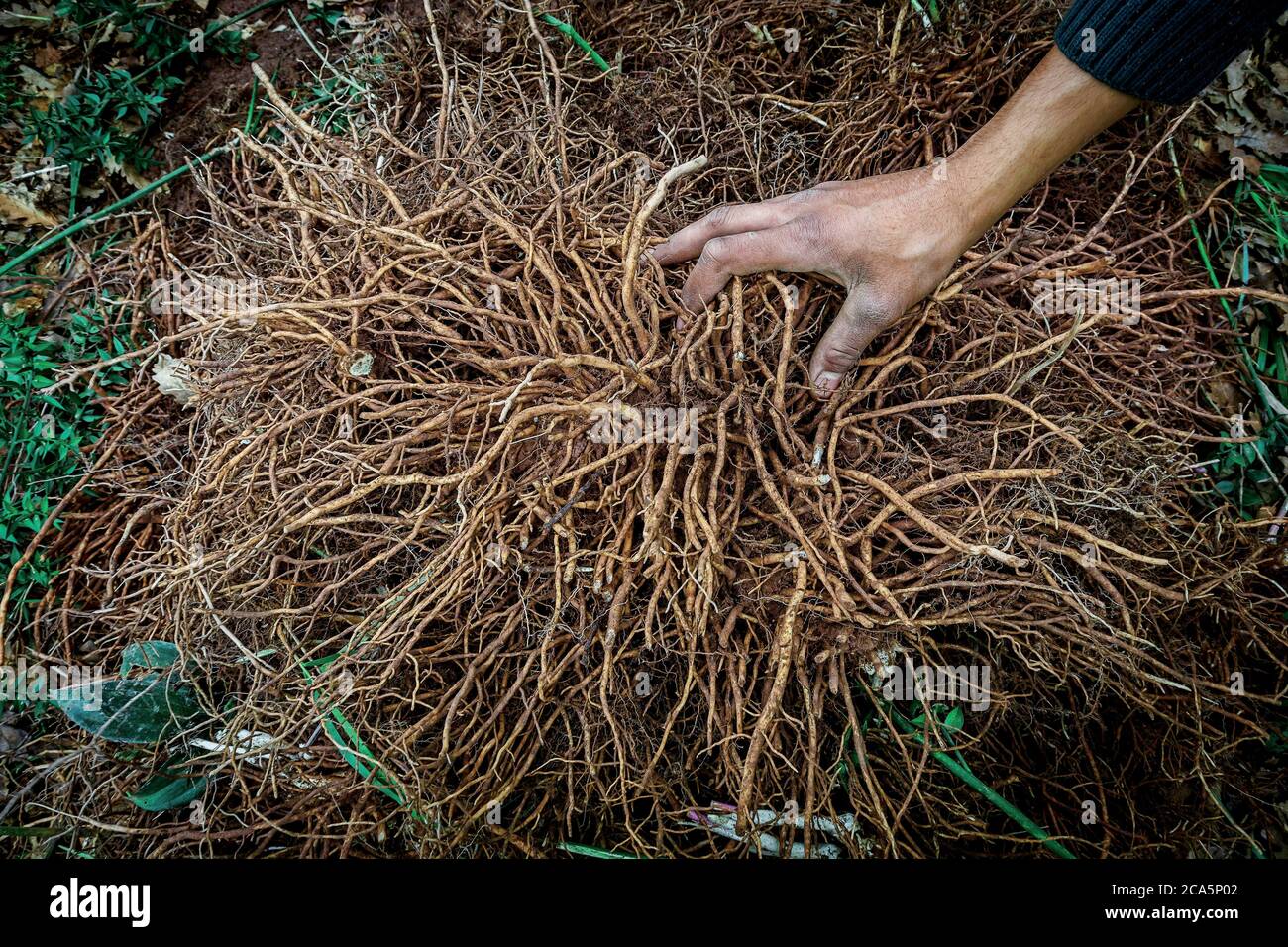 Turkey, Sakarya, Hendek, gypsy peasant digging up roots in a forest ...