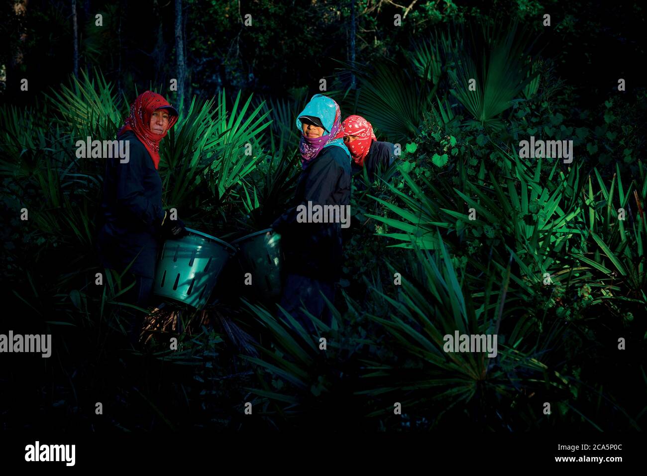 United States, Florida, Lee, Fort Myers, Felda, agricultural pickers on ...