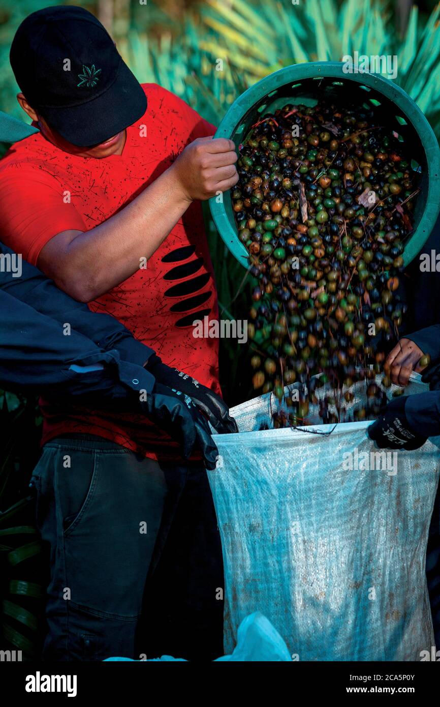 United States, Florida, Lee, Fort Myers, Felda, agricultural pickers on ...