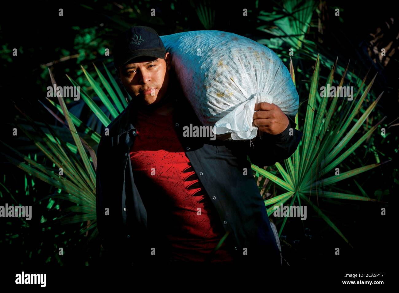 United States, Florida, Lee, Fort Myers, Felda, agricultural pickers on ...