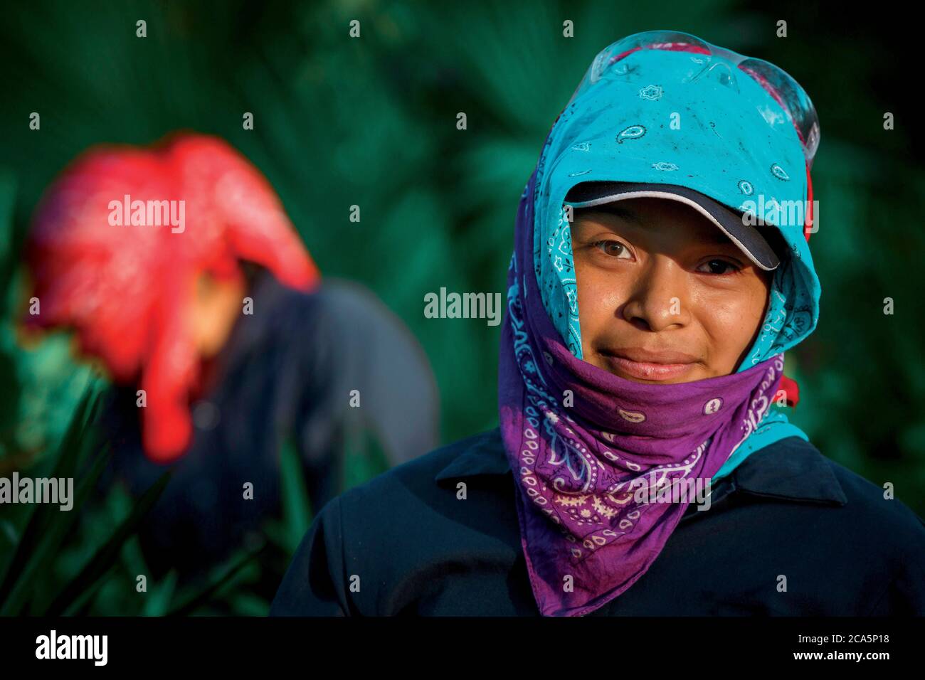 United States, Florida, Lee, Fort Myers, Felda, agricultural pickers on ...