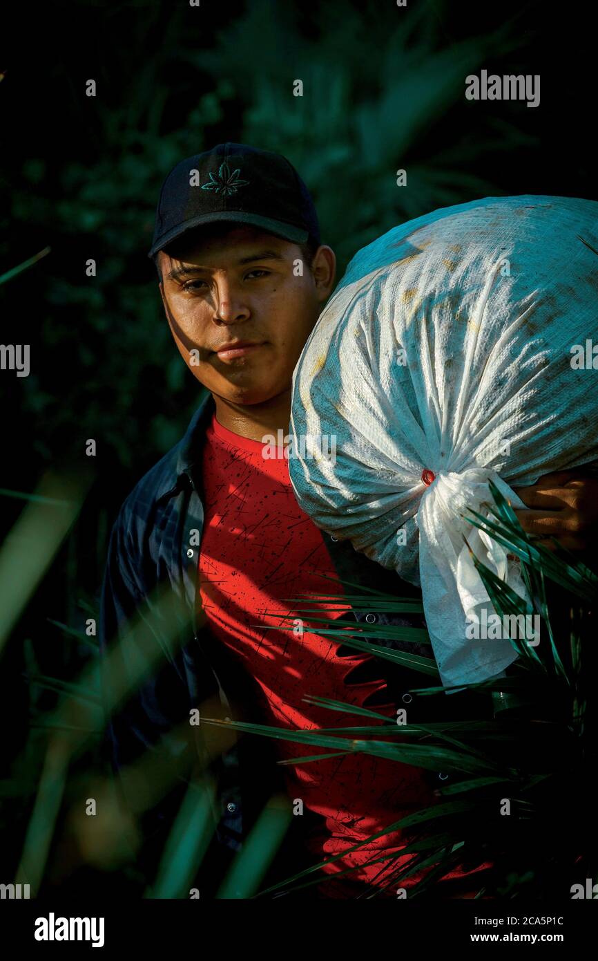 United States, Florida, Lee, Fort Myers, Felda, agricultural pickers on ...