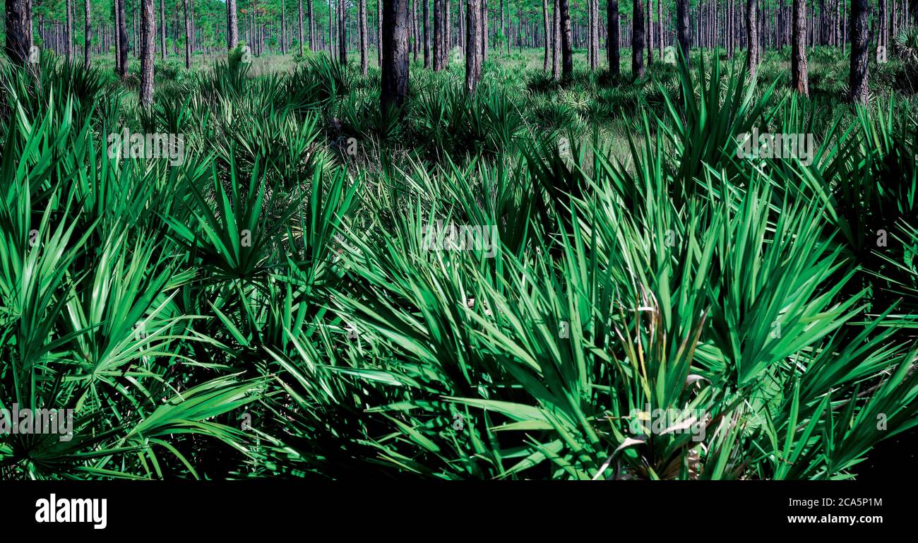 United States, Florida, Lee, Fort Myers, Felda, landscape of dwarf palm ...