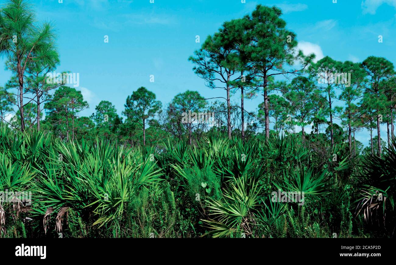 United States, Florida, Lee, Fort Myers, Felda, landscape of dwarf palm ...