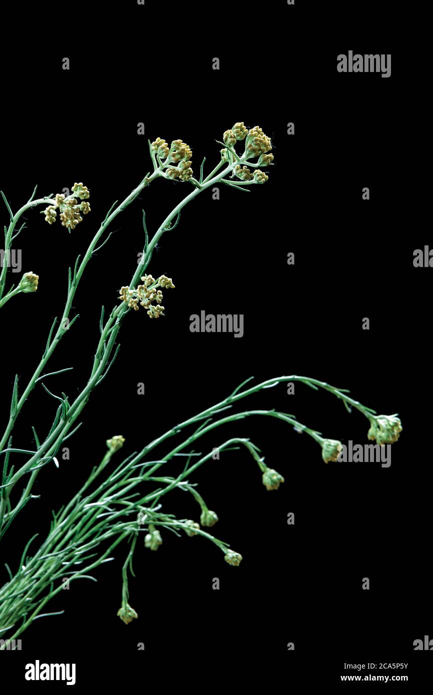 Lavaur france hi-res stock photography and images - Alamy