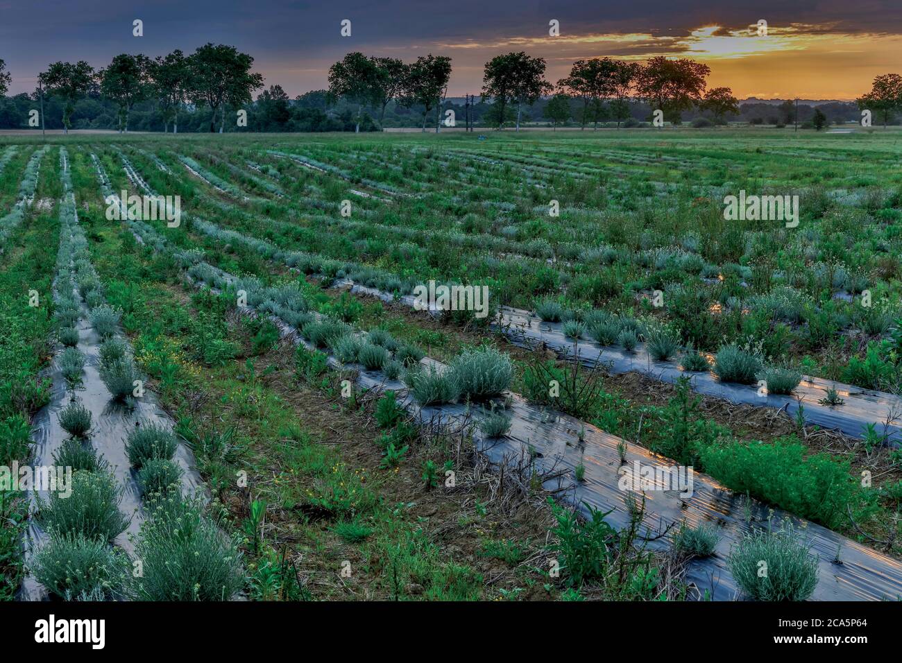 Lavaur france hi-res stock photography and images - Alamy