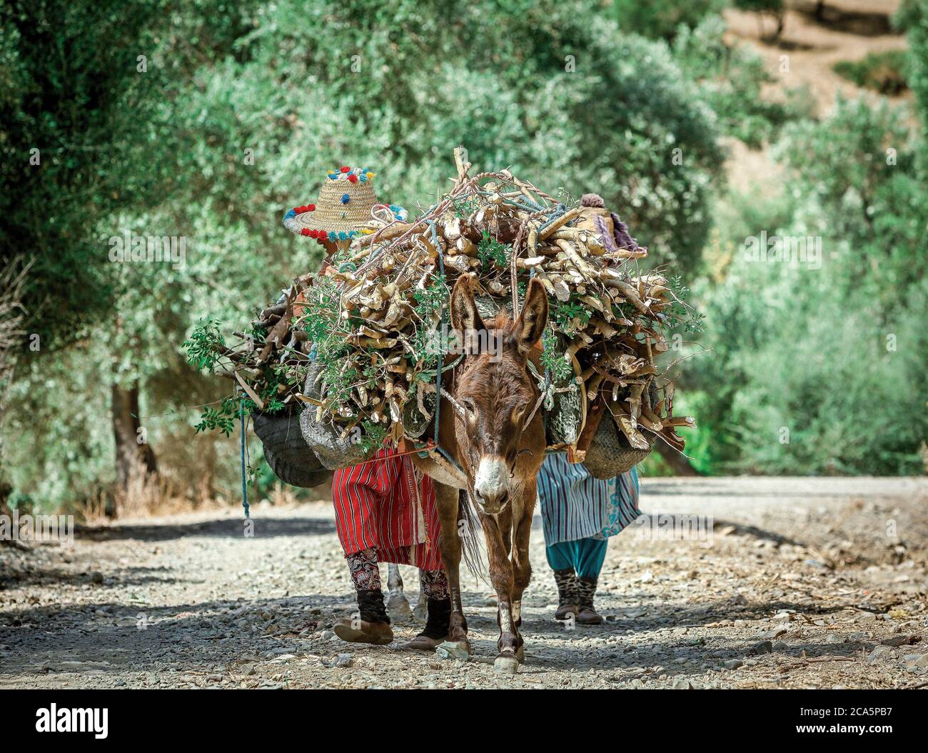 Morocco, Meknes, peasant women carrying wood on a donkey in the middle ...
