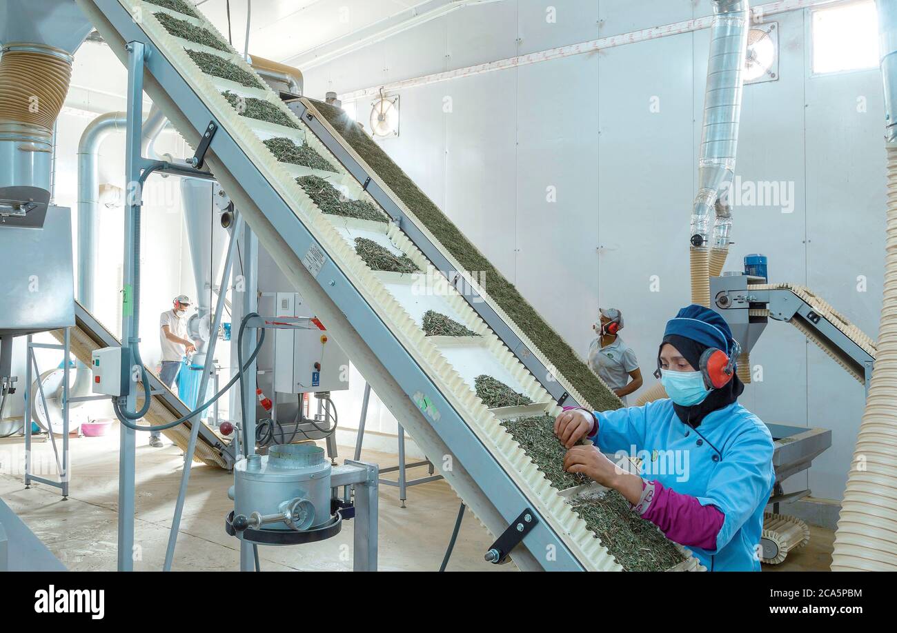 Morocco, Meknes, industrial process of plant treatment and ...