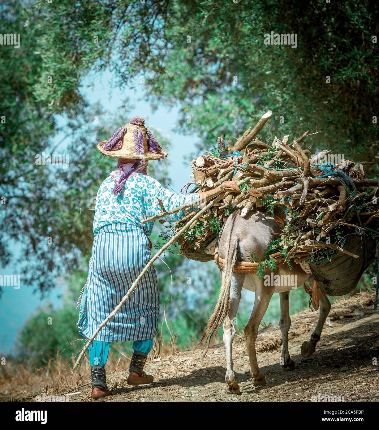 Morocco, Meknes, peasant women carrying wood on a donkey in the middle ...