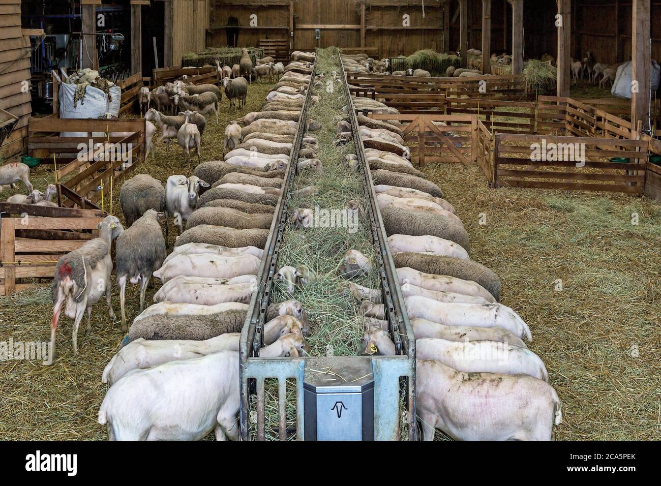 France, Hautes Pyrenees, Barousse, Mauleon Barousse, Samuran, Cazaux ...