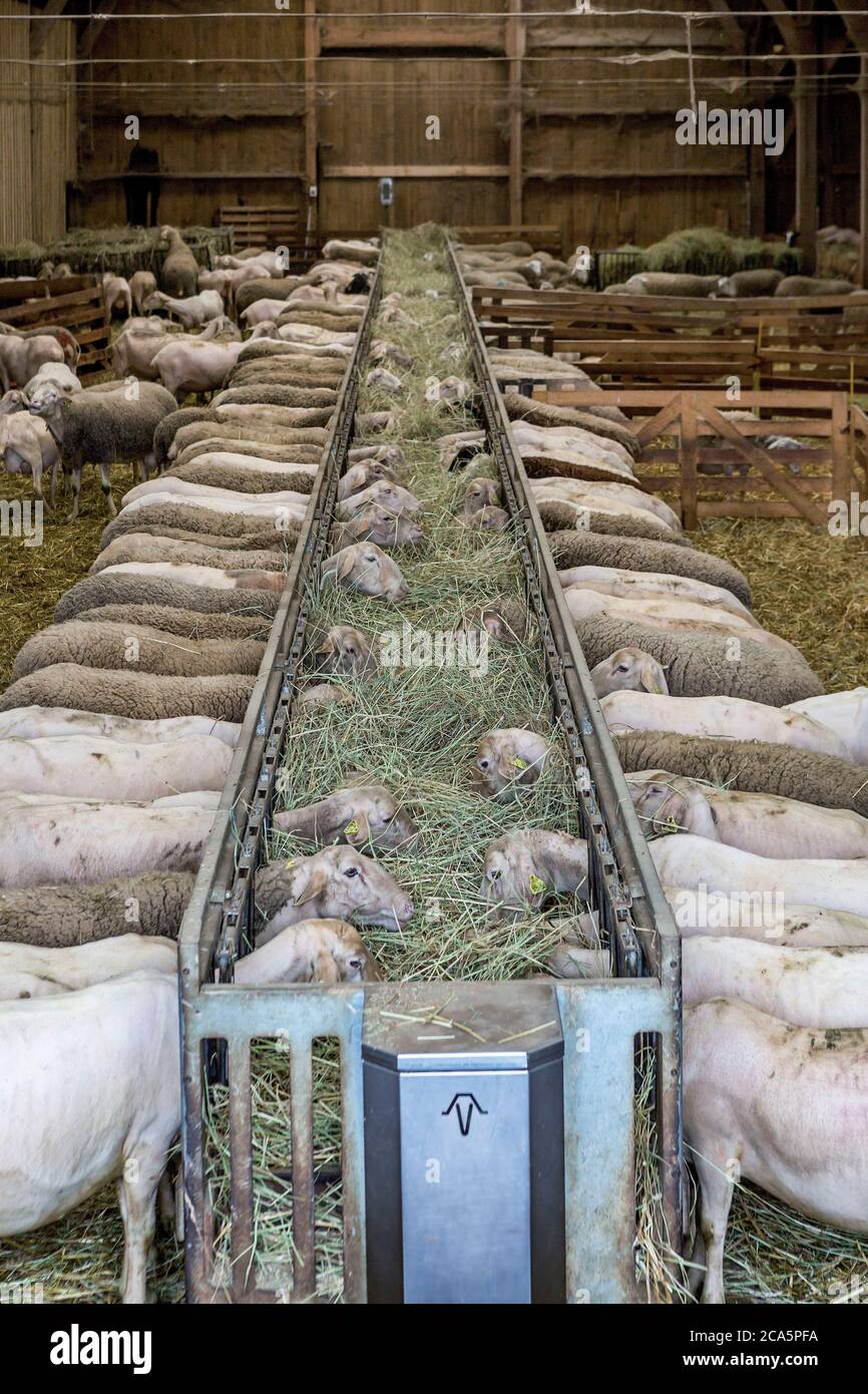Cattle business in west hi-res stock photography and images - Alamy