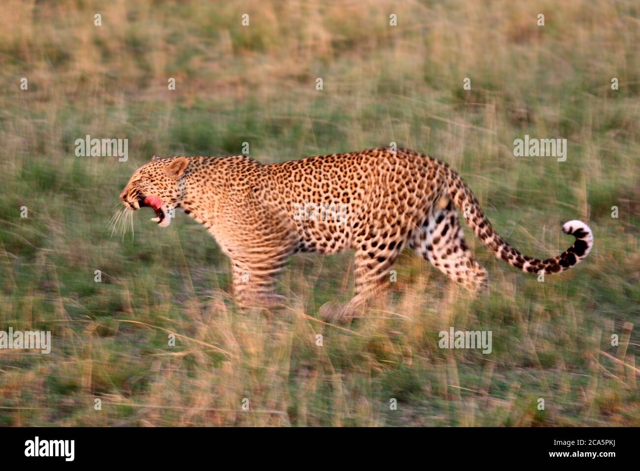 Leopard on the hunt, Kenya Stock Photo - Alamy