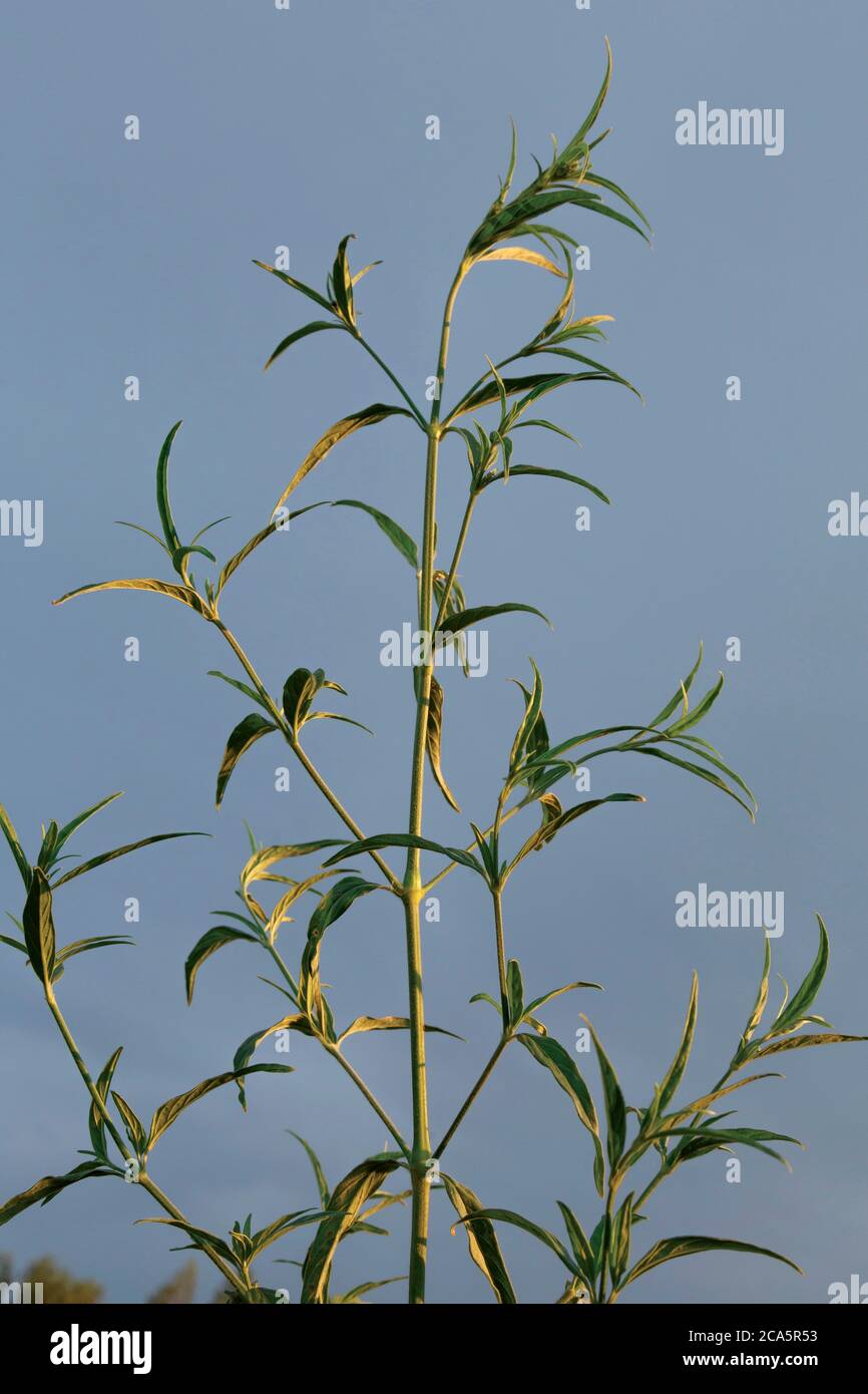 Brazil, Paran?, Maring?, Paranava?, Quer?ncia do Norte, detail of the ...