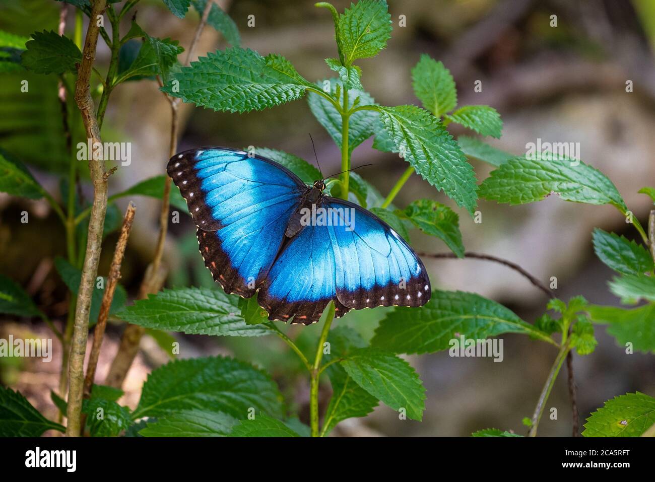 Blue morpho butterfly chrysalis hi-res stock photography and images - Alamy