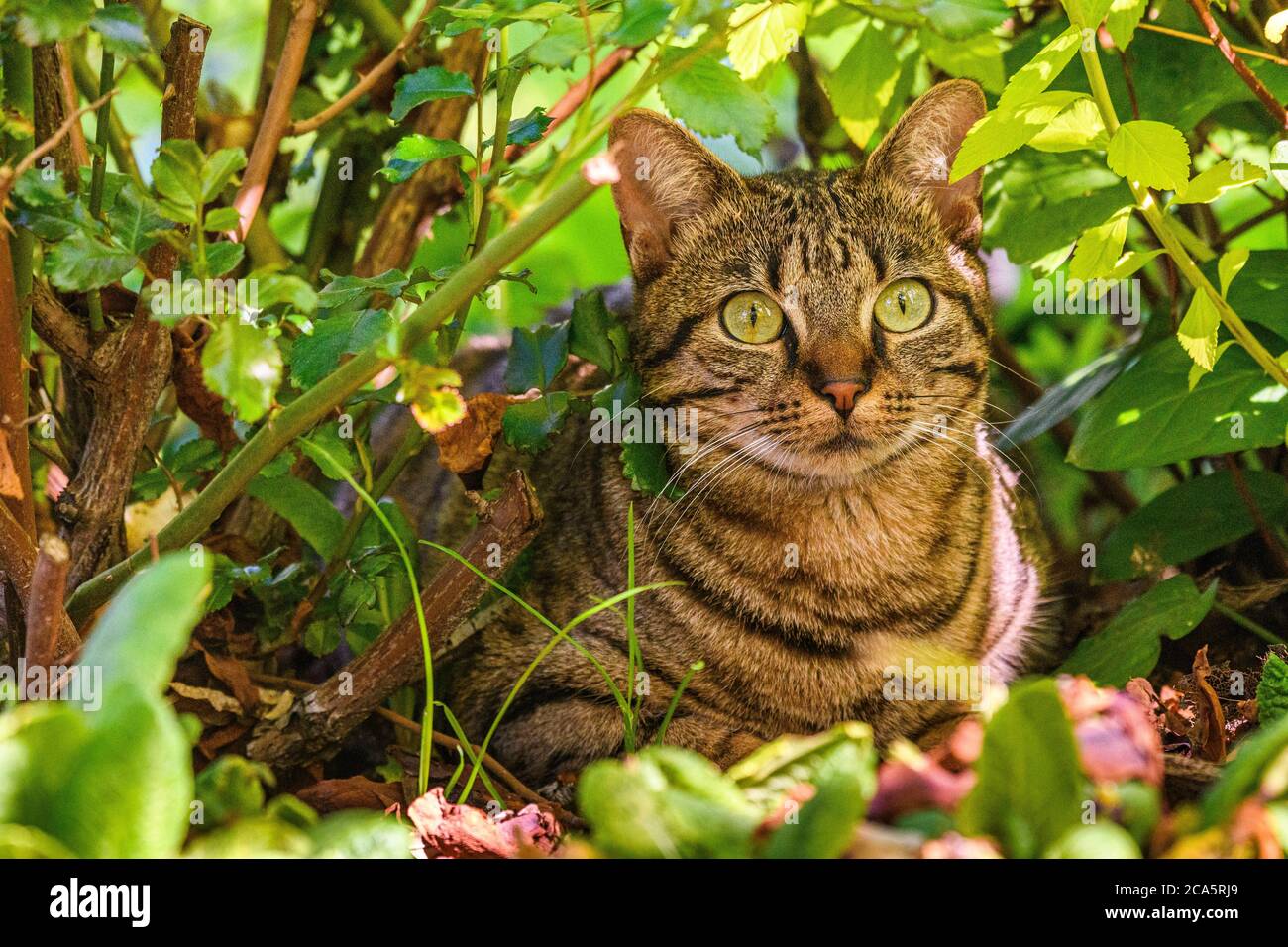 France, Somme (80), Cr?cy-en-Ponthieu, cat in the garden Stock Photo ...