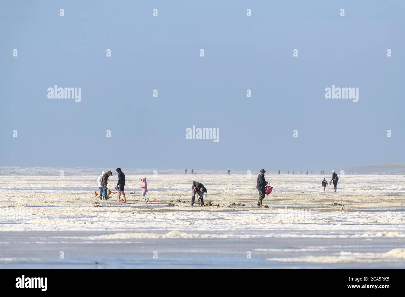 France, Somme (80), Baie de Somme, Ault, May scum on the beach ...