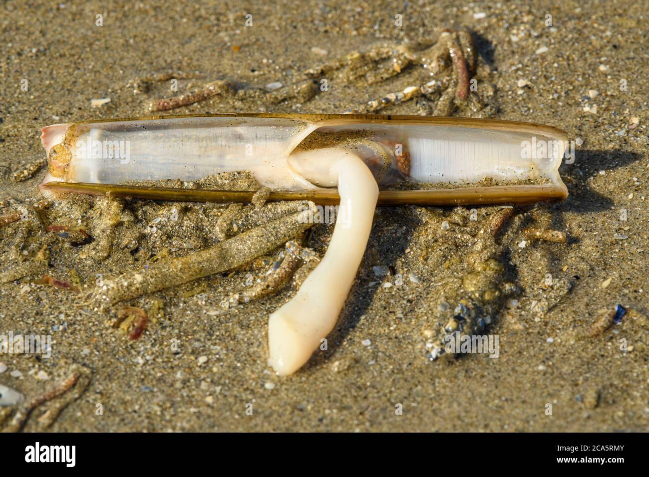 France, Somme, Quend-Plage, Seashell Knife (Solen) on the beach, the ...