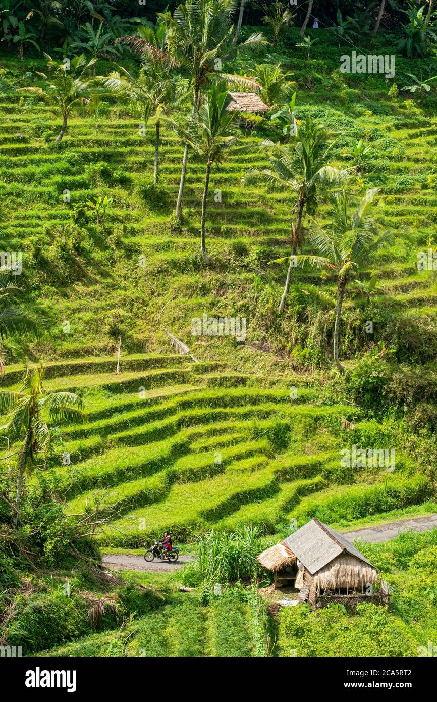 Indonesia, Bali, East Coast, Sidemen, rice fields Stock Photo - Alamy