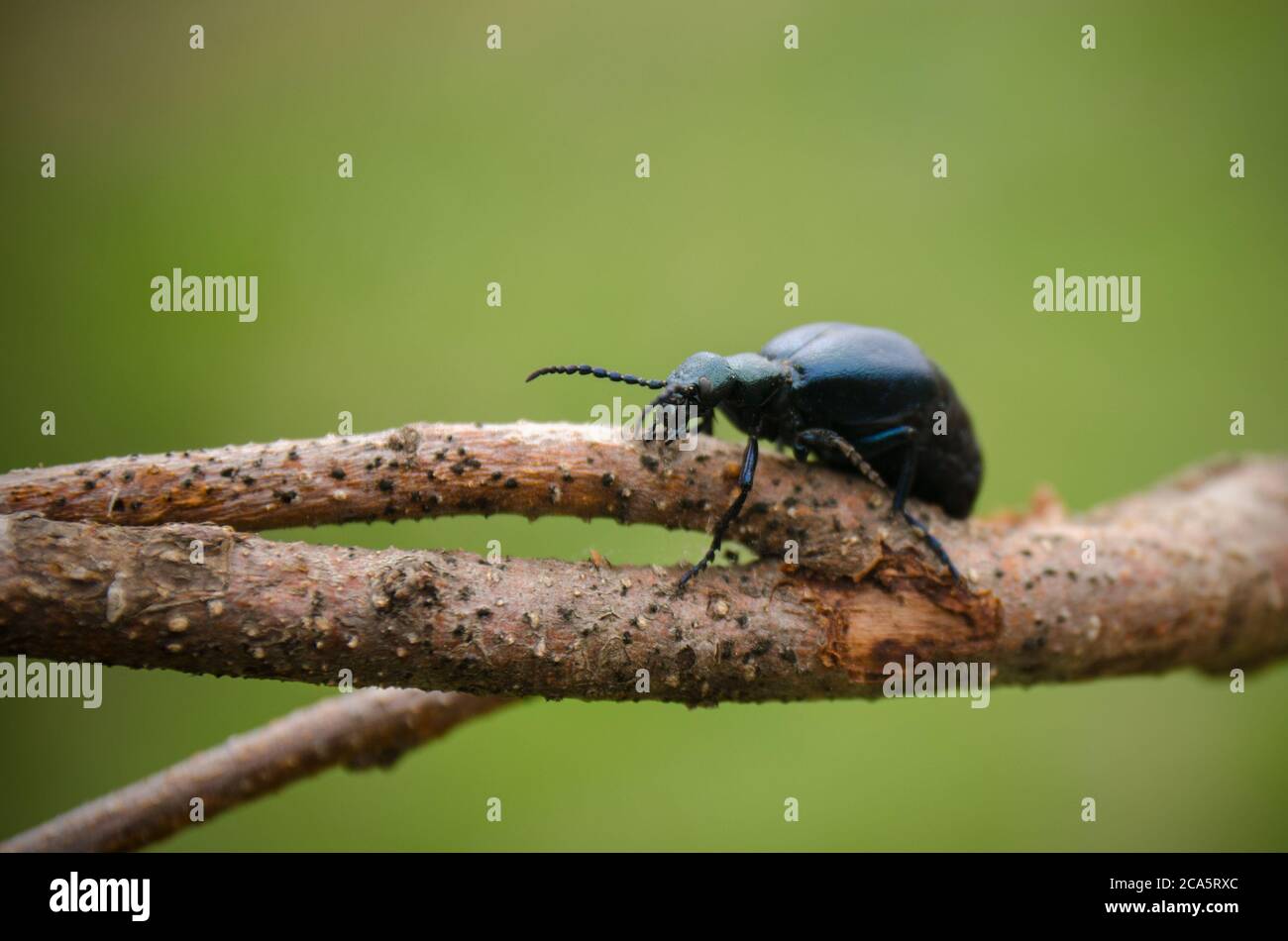 Black beetle on branch hi-res stock photography and images - Alamy