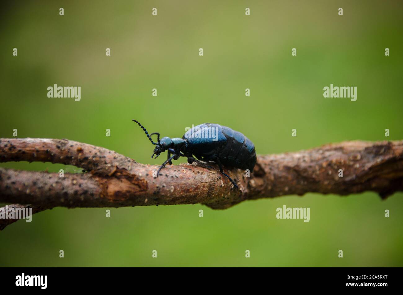 Black beetle on branch hi-res stock photography and images - Alamy