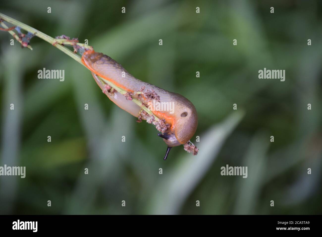 Slug balancing hi-res stock photography and images - Alamy