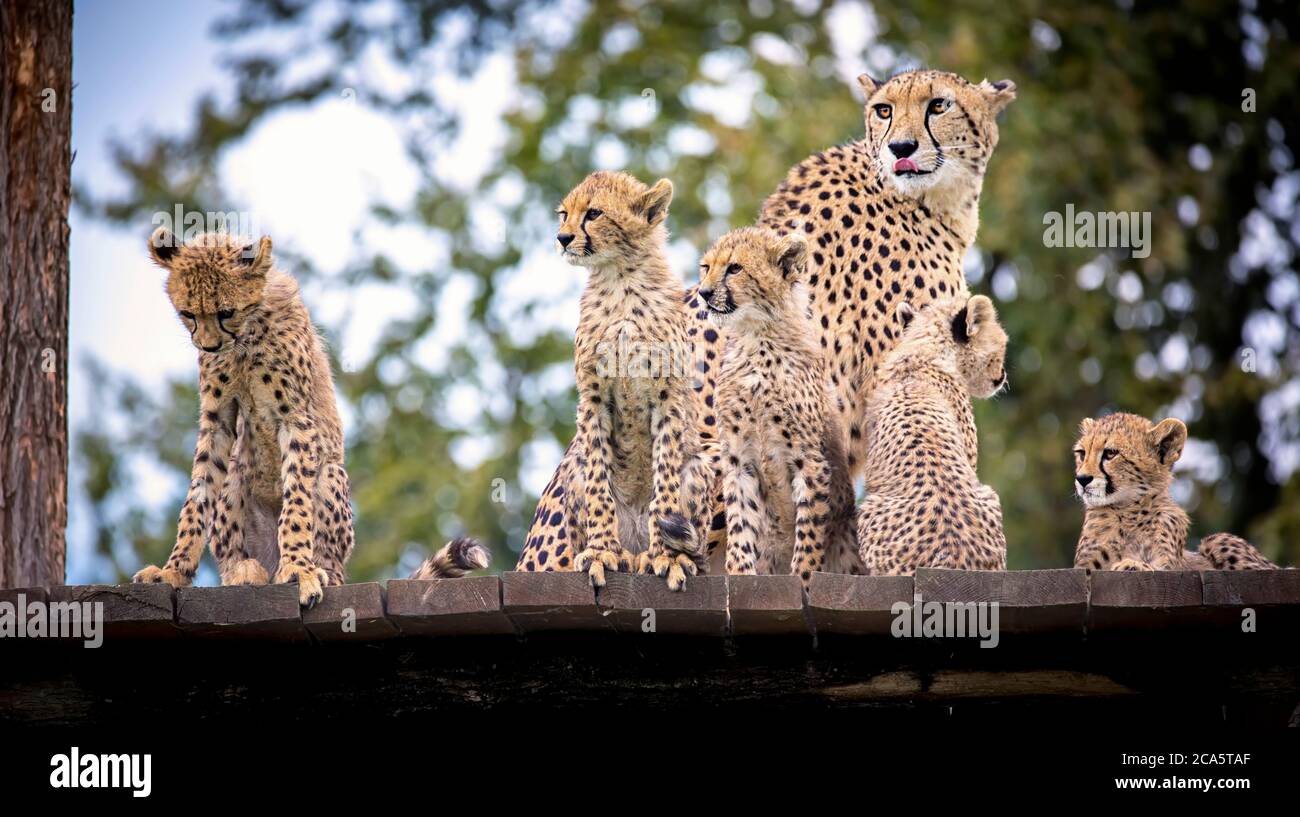 Cheetah family resting on grass and watching around Stock Photo - Alamy