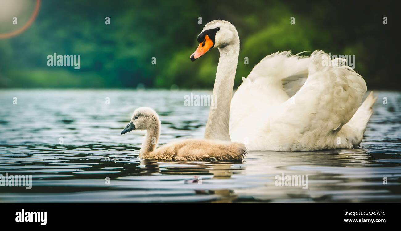 Swan standing with spread wings on a rock in blue-green water, white ...