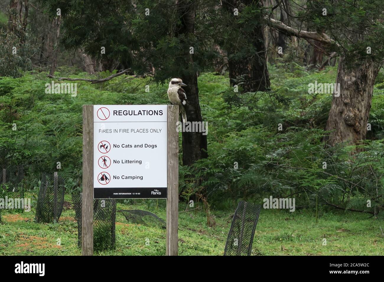 Giant kookabura australia hi-res stock photography and images - Alamy