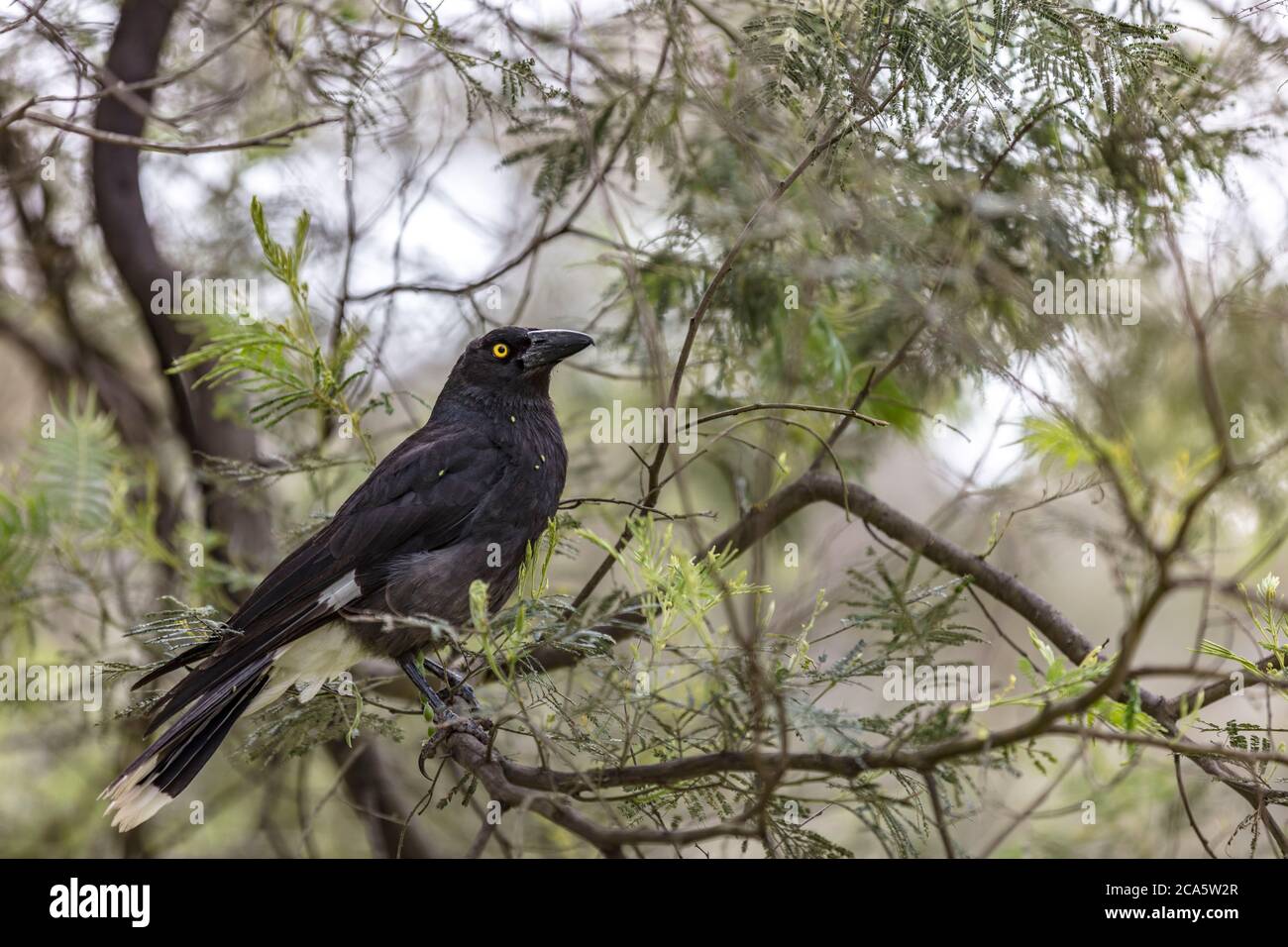 Australian crow hi-res stock photography and images - Alamy
