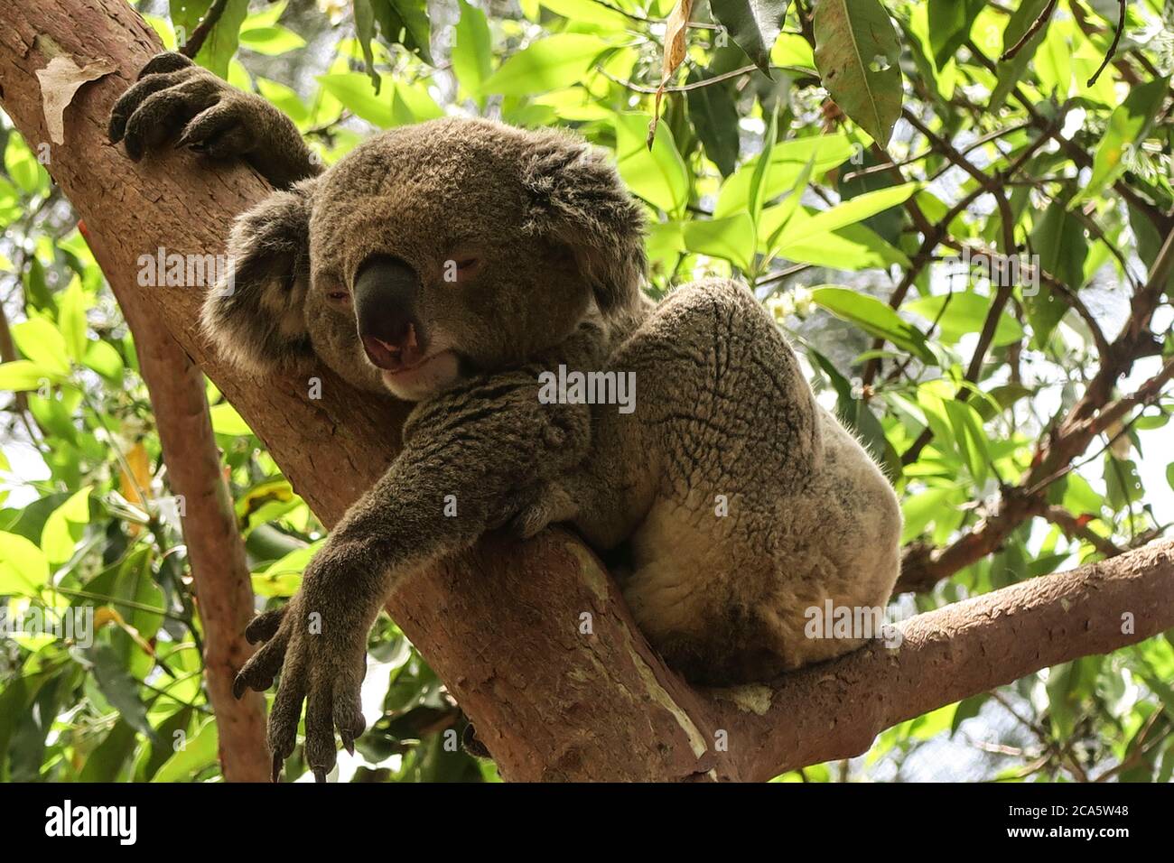 Australia, Tasmania, Koala sleeping in a tree Stock Photo - Alamy