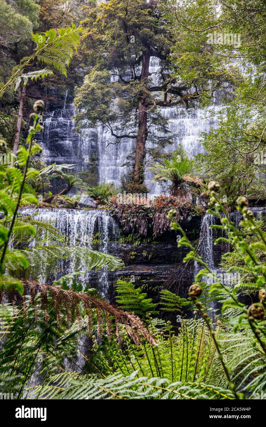 Australia Tasmania Mount Field National Park Stock Photo Alamy