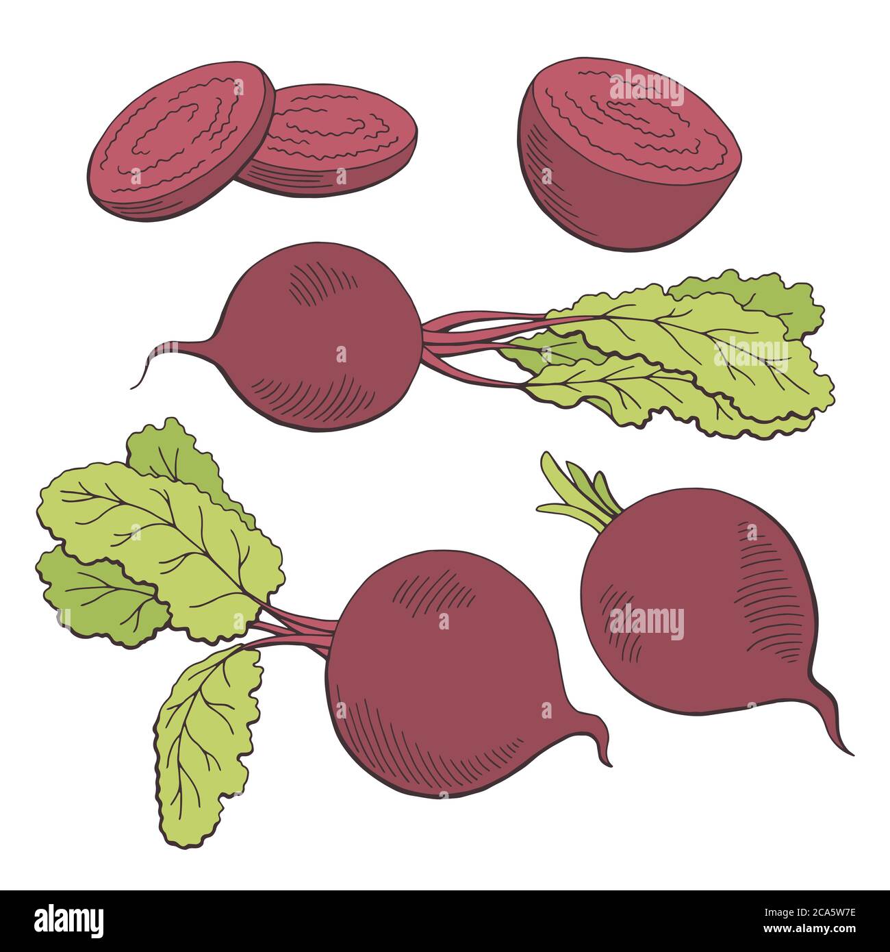 Beetroot graphic vegetable color isolated sketch illustration vector ... Beetroot graphic vegetable color isolated sketch illustration vector ...