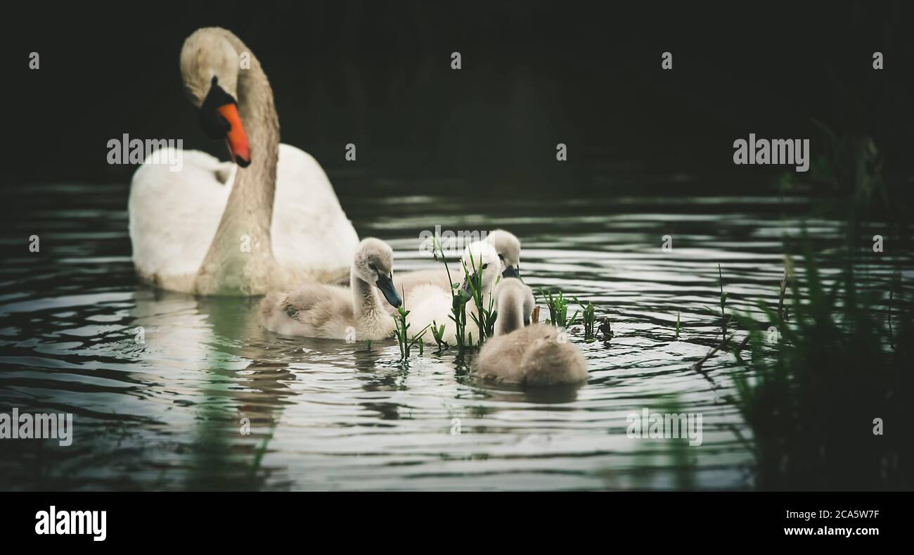 Swan standing with spread wings on a rock in blue-green water, white ...