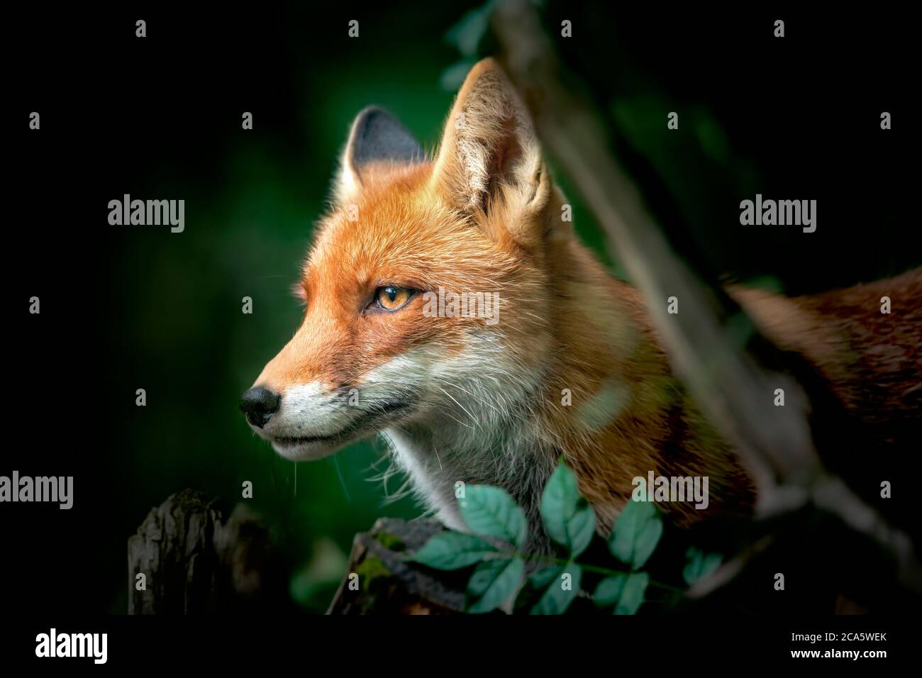 Fox head side hi-res stock photography and images - Alamy