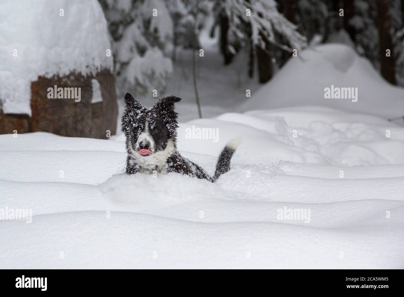 France, Isere, the Belledonne massif, a Border Collie Stock Photo - Alamy