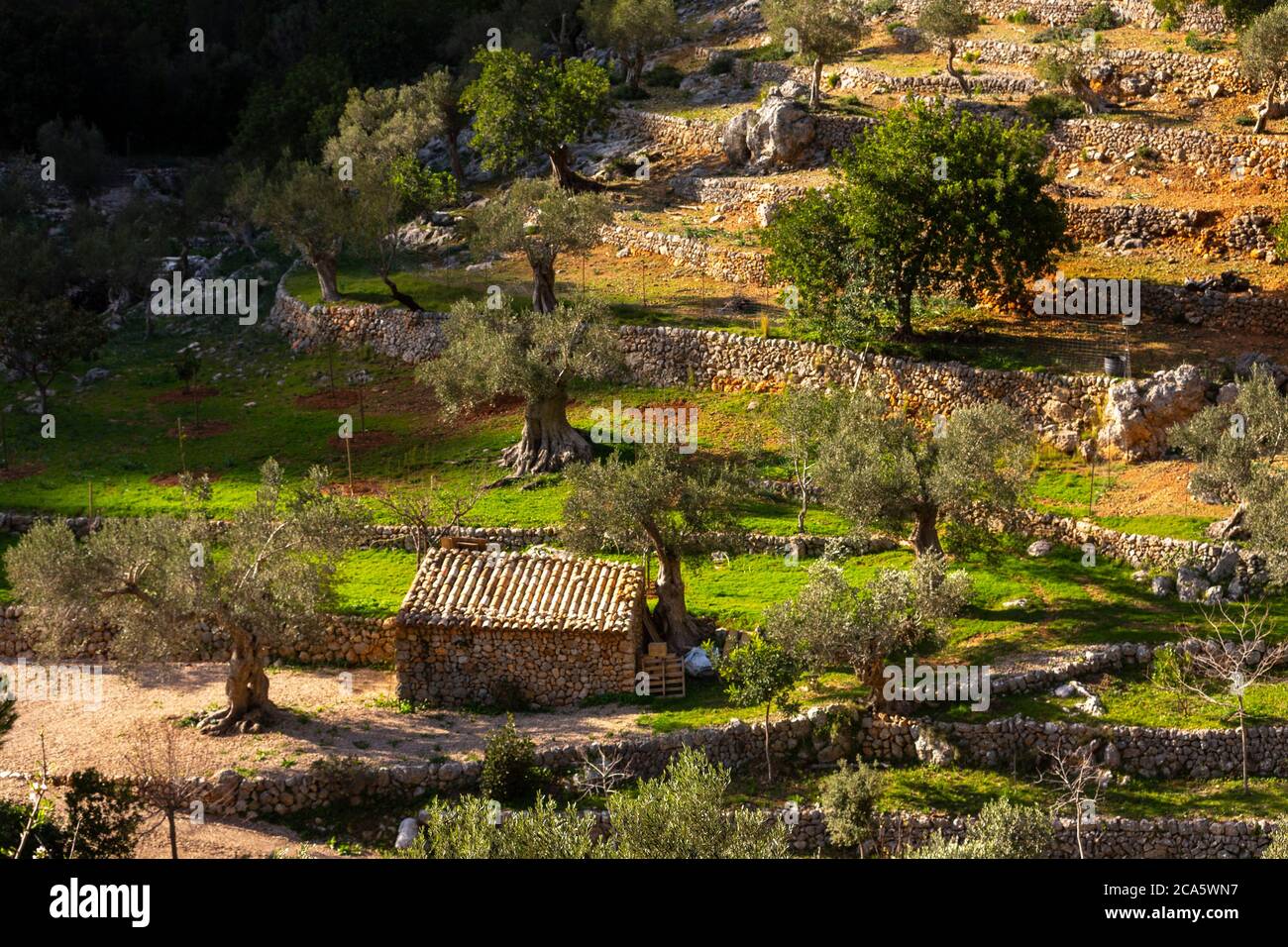 Terraces olive trees hi-res stock photography and images - Alamy