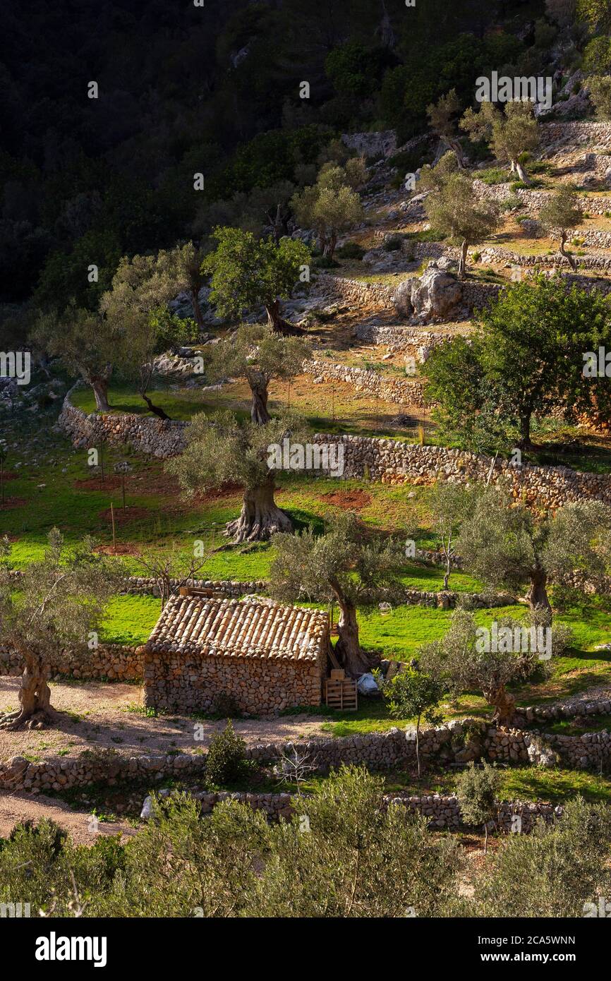Spain, Balearic Islands, Majorca, Serra de Tramuntana, cultivation of ...