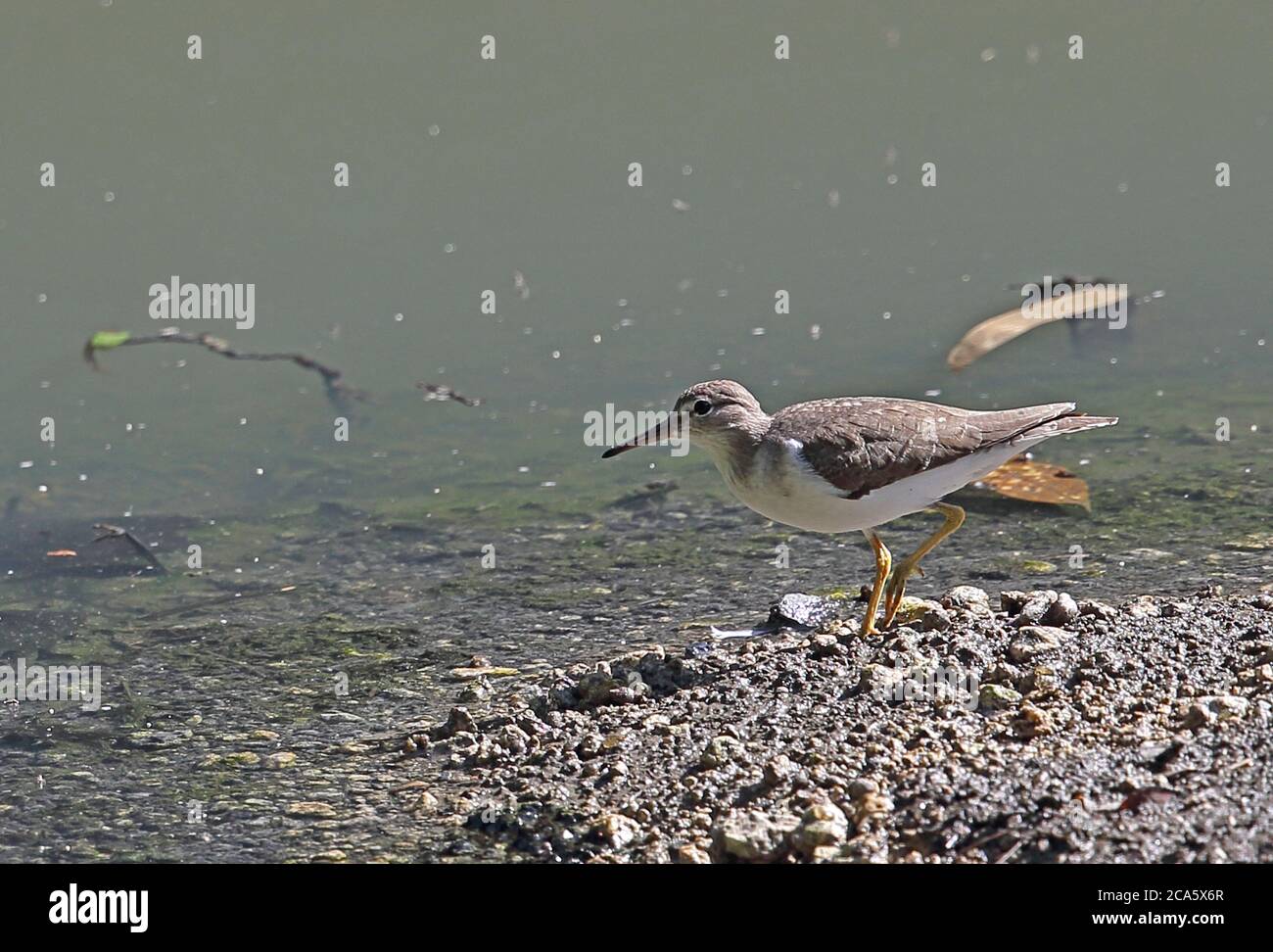 Spotted sandpiper (Actitis macularia) adult foraging by creek Botanical ...