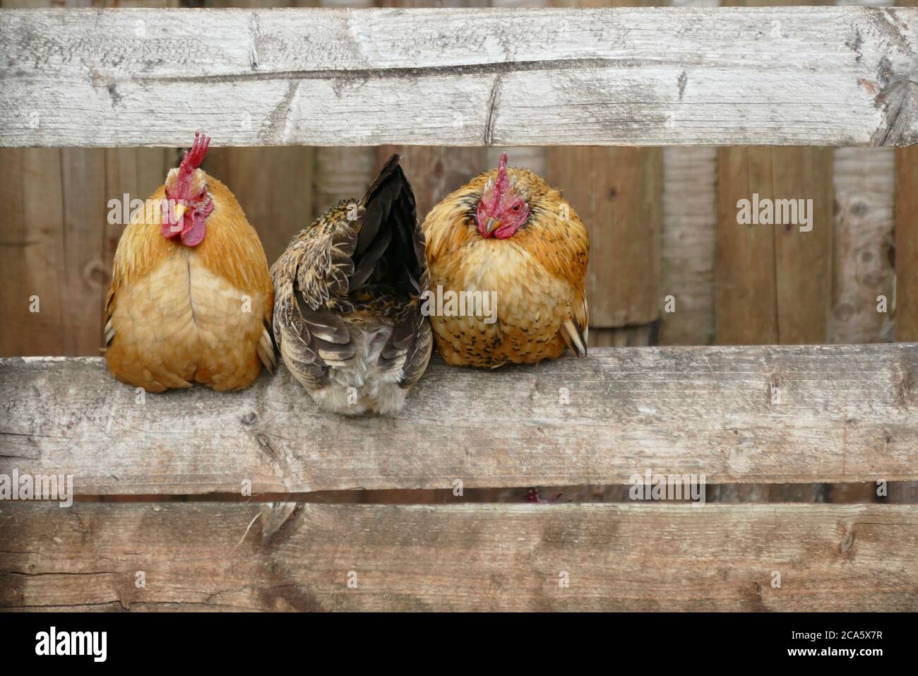 Three chickens sitting on a fence hi-res stock photography and images ...