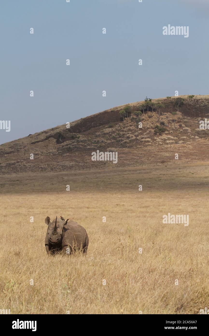 Black Rhino, Kenya Stock Photo - Alamy