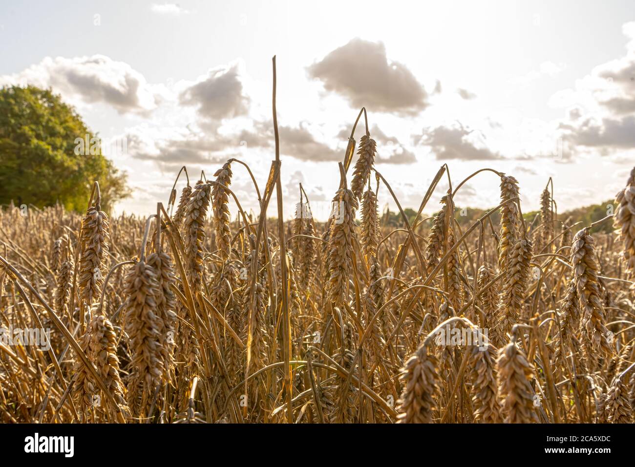 Low shot hi-res stock photography and images - Alamy