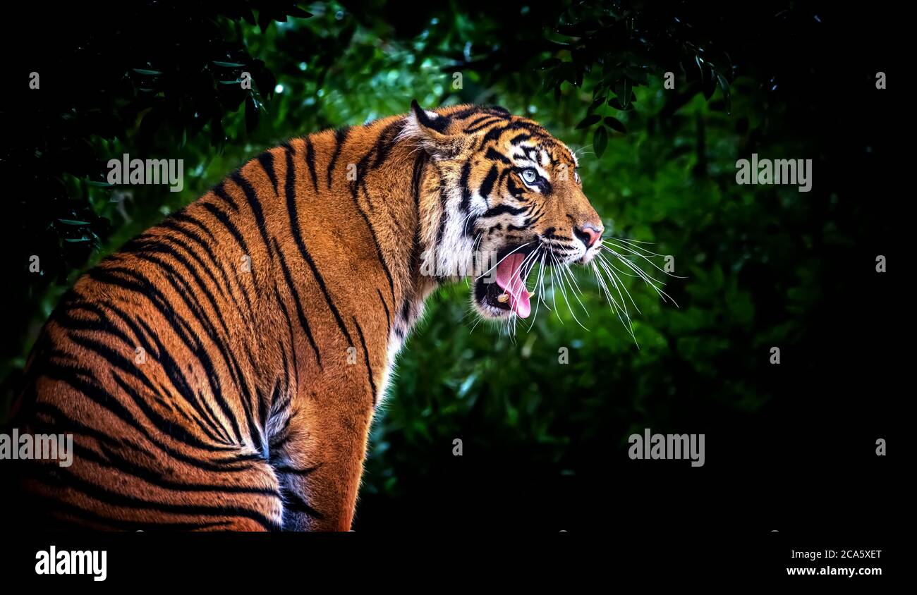 Malayan tiger hi-res stock photography and images - Alamy