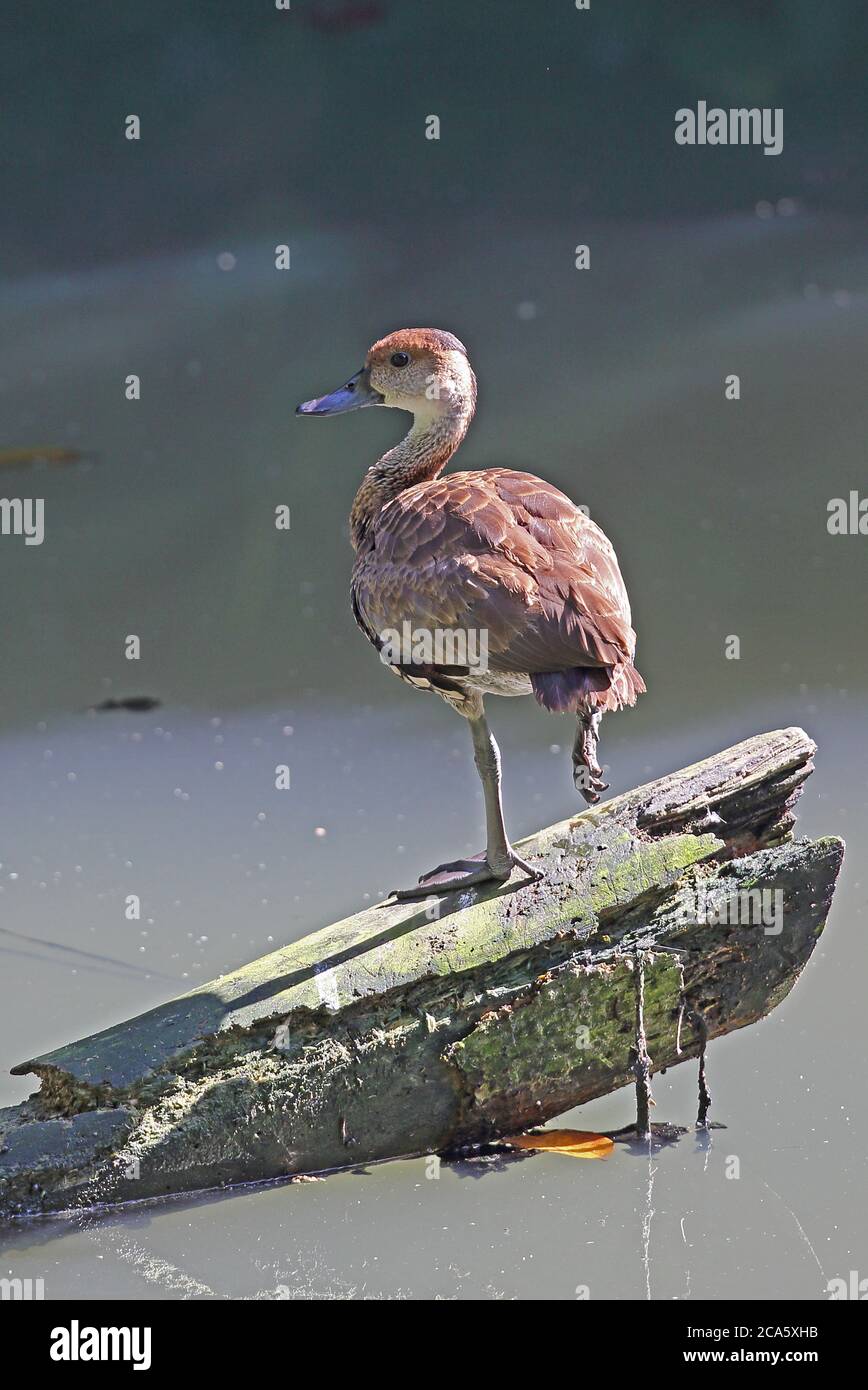 West Indian Whistling-duck (Dendrocygna arborea) adult sitting on log ...
